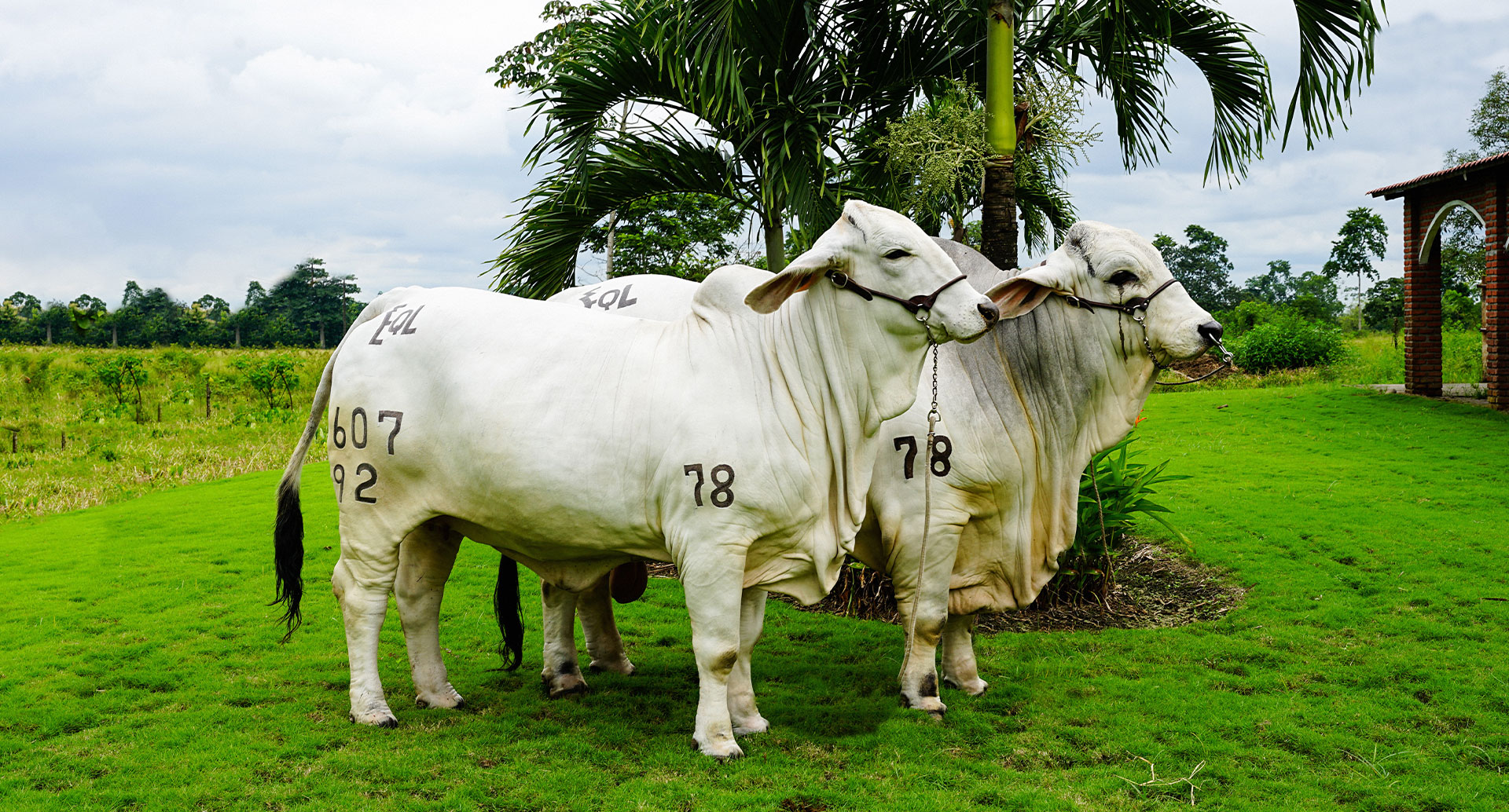 Top 2: Raza Angus y Brahman Ecuador | Empresas Quirola Lojas